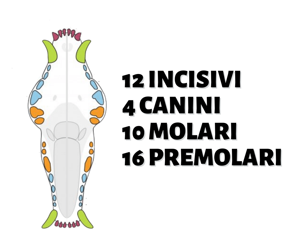 Câți dinți are câinele meu și cum să am grijă de ei? - ArcadiaVet
